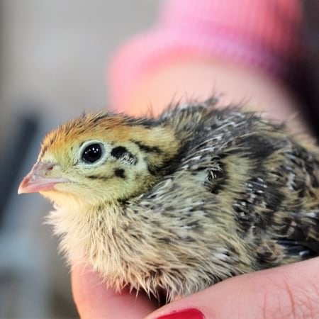 Wachteln | Horst Stengel & Sohn